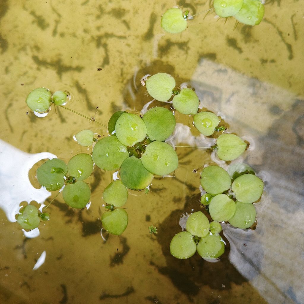 Jual frogbit amazon/ tanaman apung, isi +-50 || free packing dan ...