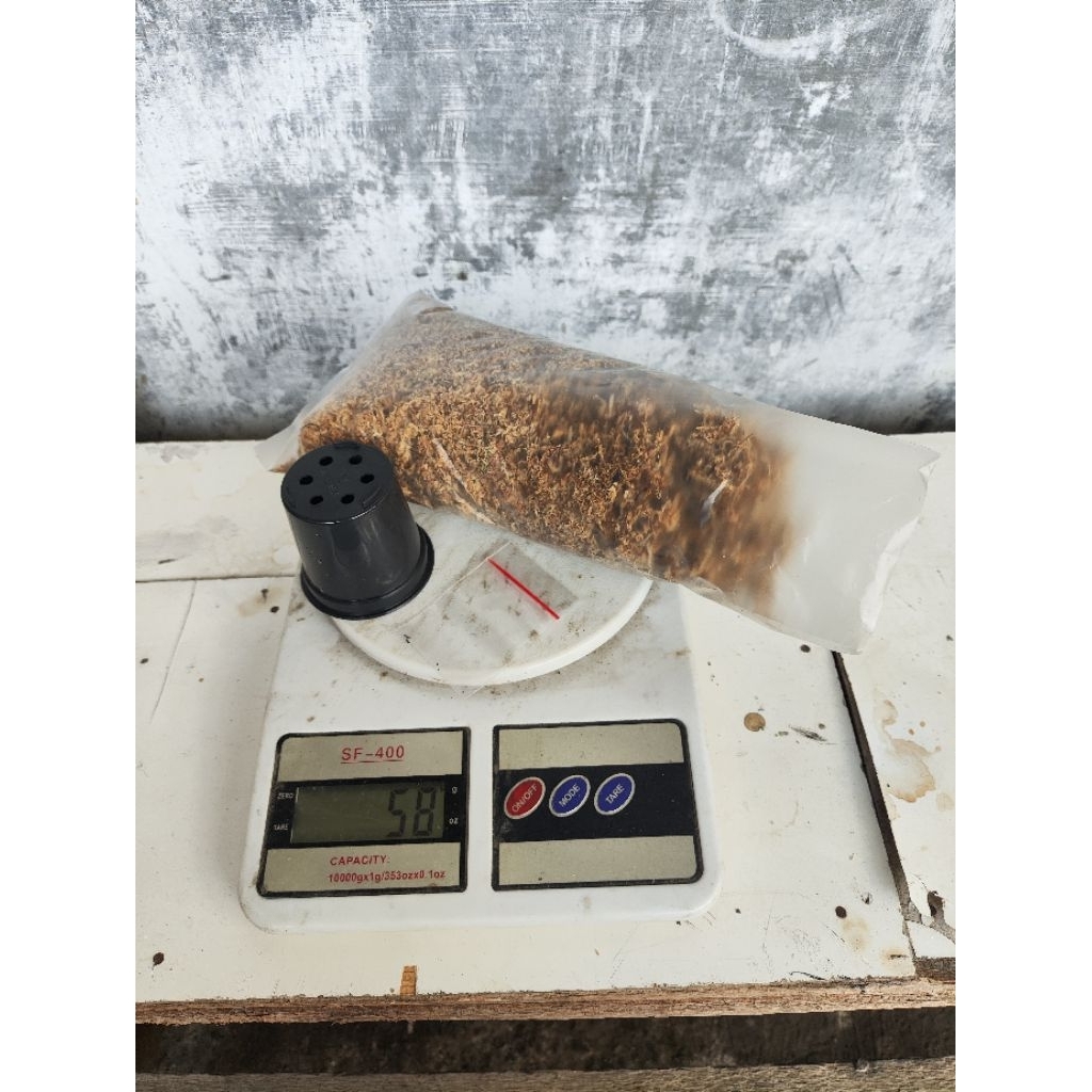 Jual Paket Semai Byblis Liniflora Plant | Shopee Indonesia