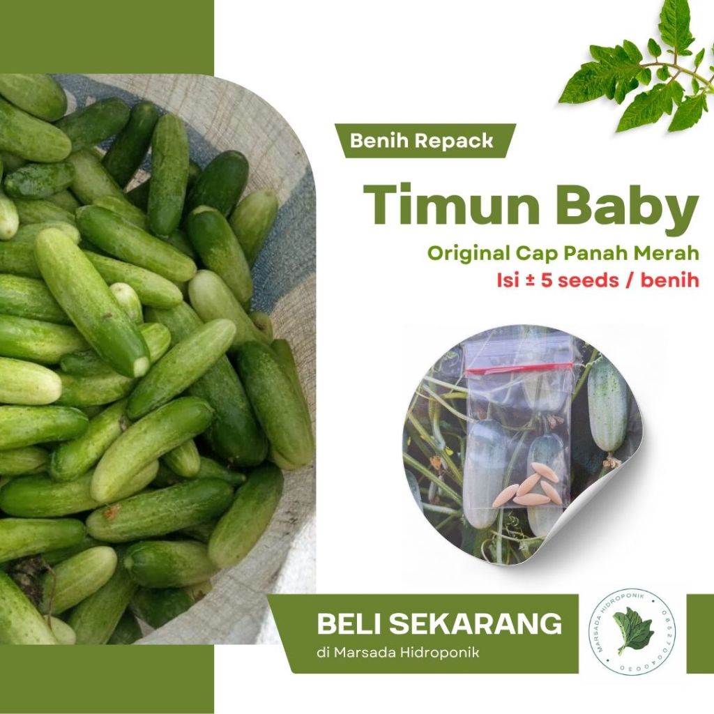 Jual Benih Bibit Timun Baby Baresta atau Timun Lalap Kemasan Repack isi ...