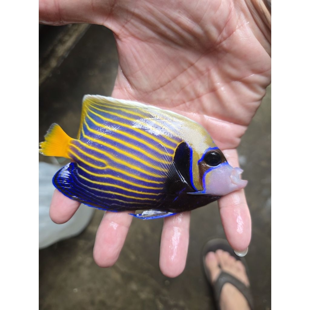 Jual ikan angel batman ag betmen emperor angelfish | Shopee Indonesia