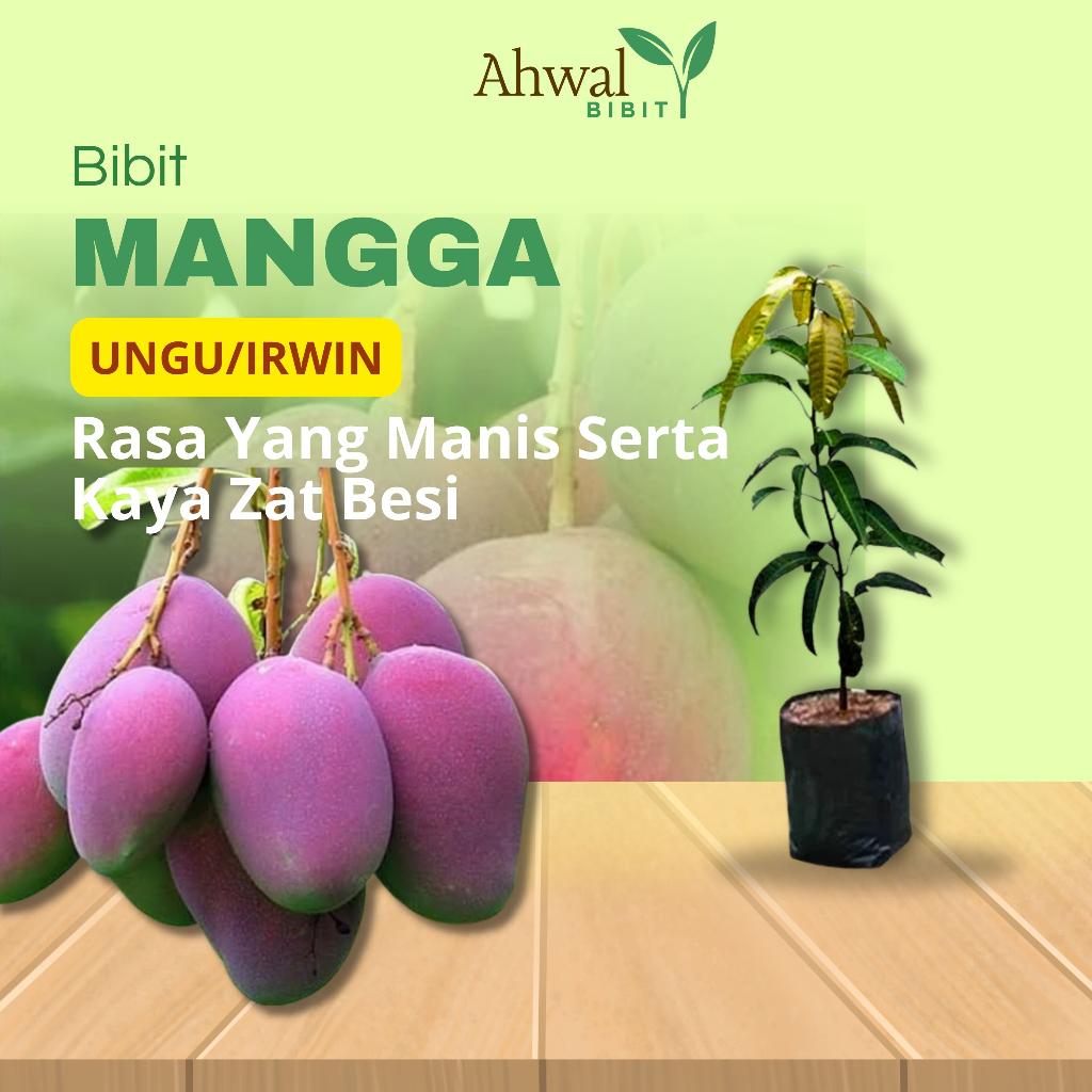 Jual AHWAL BIBIT - Bibit Mangga Irwin Ungu Super Siap Tanam | Shopee ...