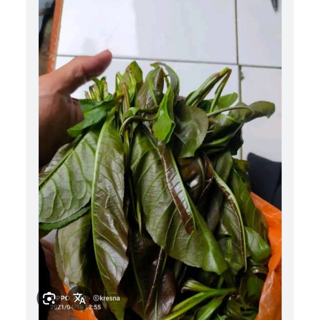 Jual daun putat \pucuk segar putat 250gram | Shopee Indonesia