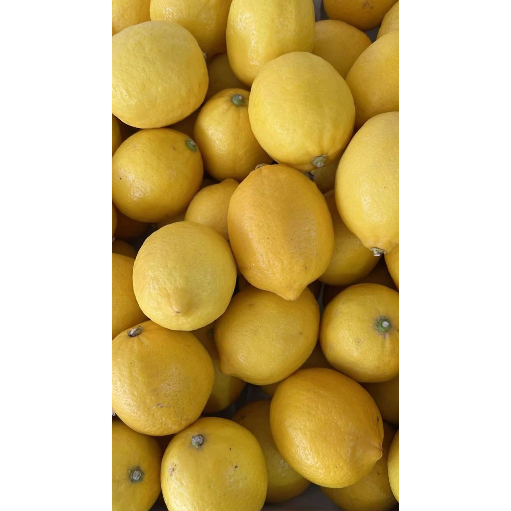 Jual lemon - jeruk lemon california fresh 1KG / lemon california ...