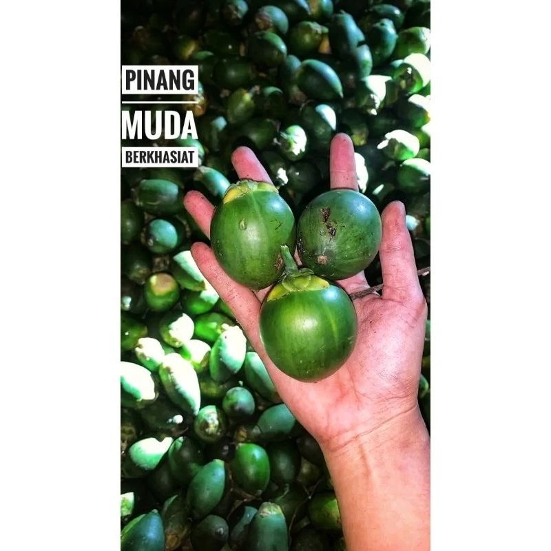 Jual lukita Buah Pinang Muda/Jambe Muda isi 1 kg | Shopee Indonesia