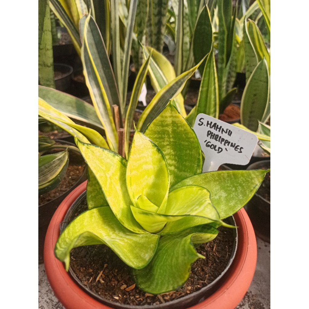 Jual Tanaman Bunga Hidup Hias Indoor dan Outdoor Pembersih Udara ...