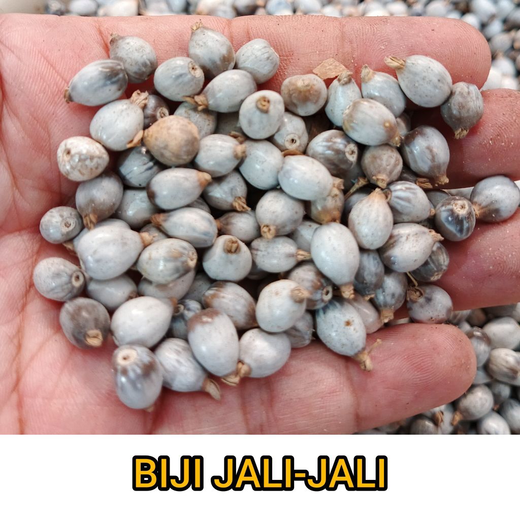 Jual biji jali-jali kering - biji jali - kerajinan buah jali-jali ...