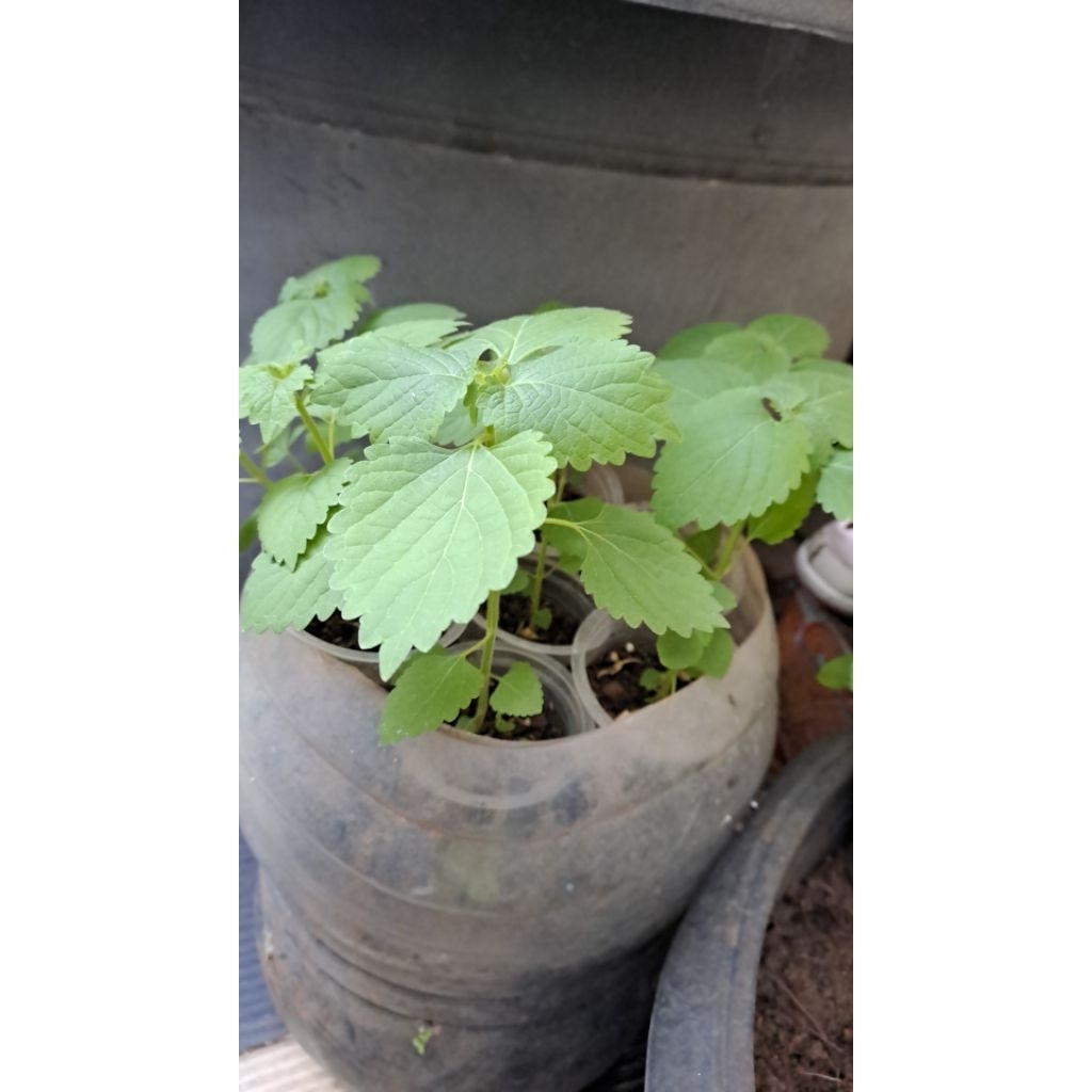 Jual Pohon Matcho( pohon buak chao)Daun Mat Cho Maco Macau Obat Suci ...