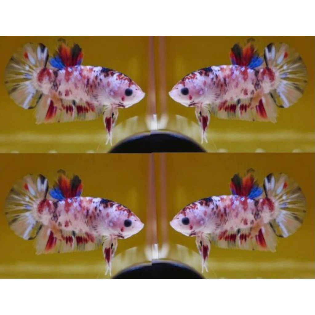 Jual ikan cupang multicolour bahanan | Shopee Indonesia