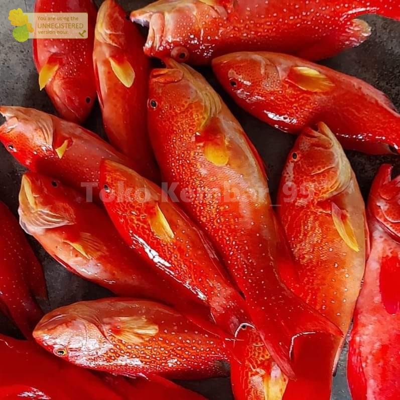 Jual Ikan Kerapu Segar Ikan Kerapu Merah Ikan Kerapu Lodi 1Kg | Shopee ...