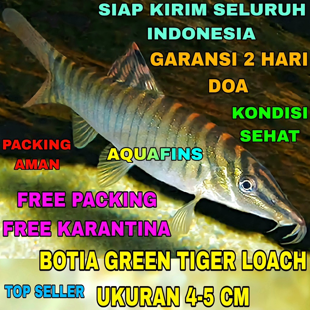 Jual HIASAN BOTIA GREEN TIGER LOACH SYNCROSSUS HYMENOPHYSA UKURAN 4-5 CM | Shopee Indonesia