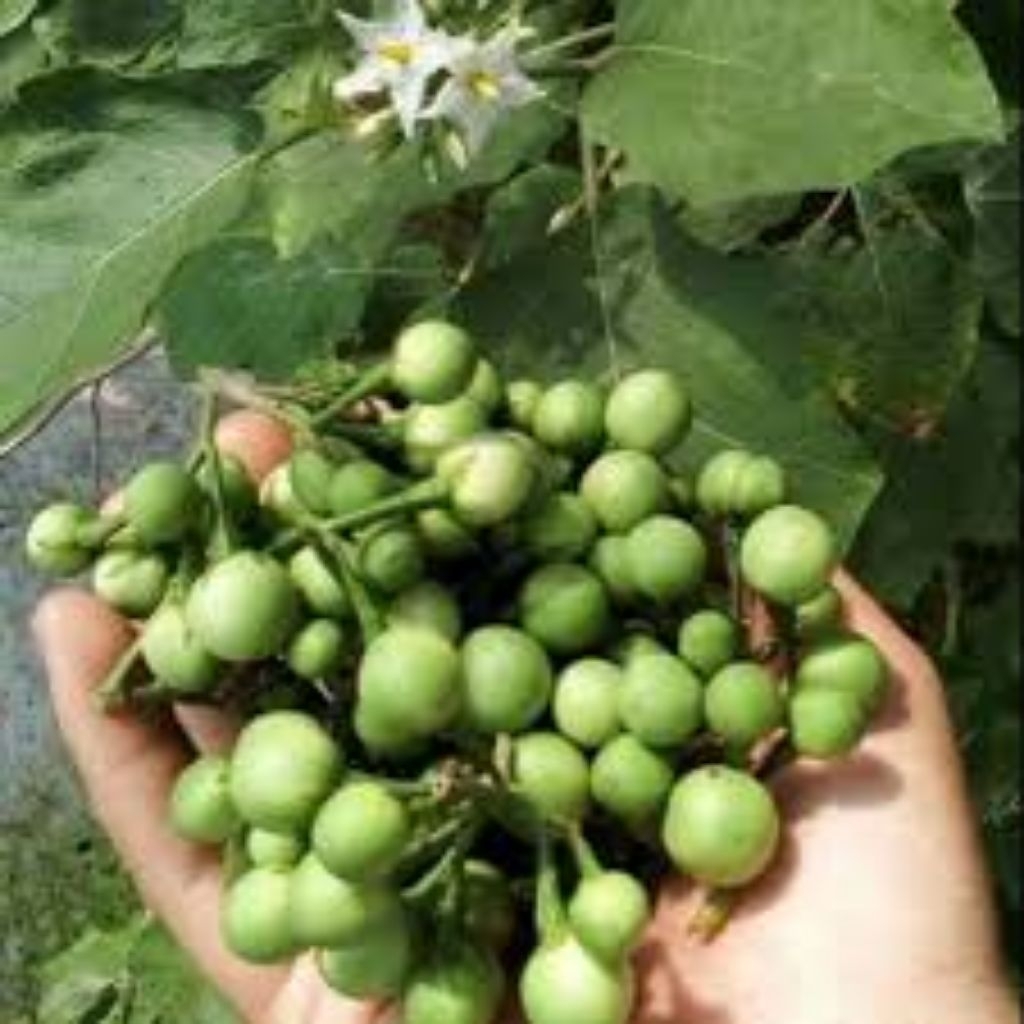 Jual buah tekokak / buah rimbang takokak /cepokak segar 500 gram ...