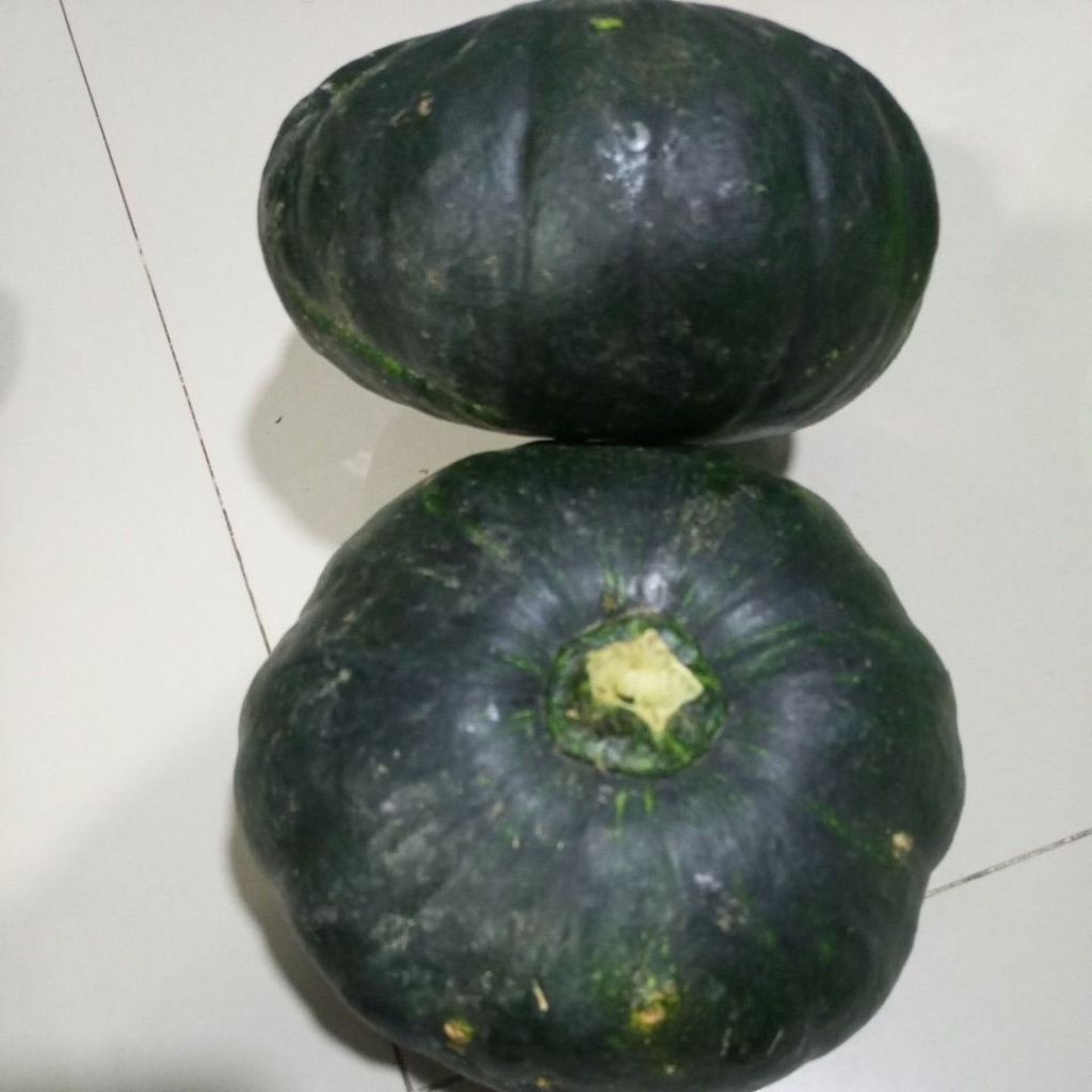 Jual Labu besar utuh satu buah buat kolak berat 2.8-3.7 kg | Shopee ...