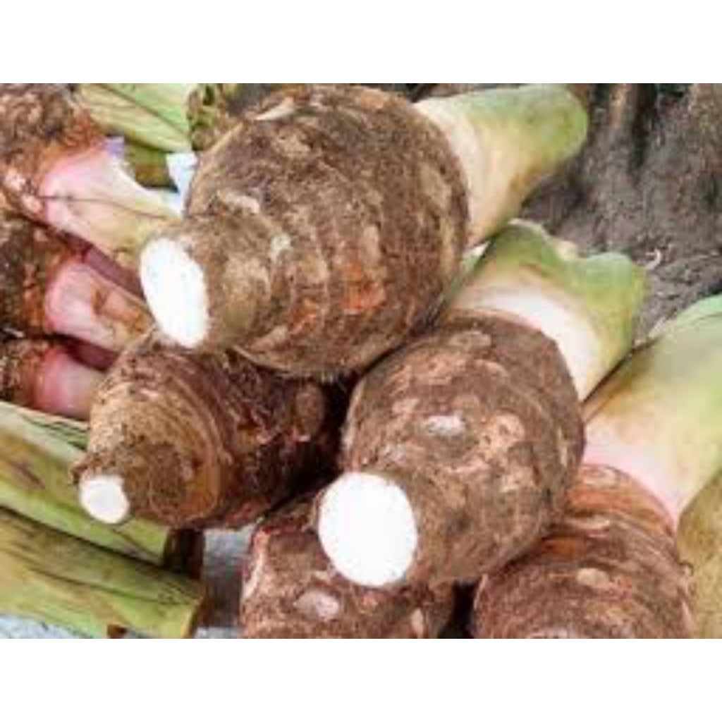 Jual ubi talas bentol Pratama1 paket 5kg | Shopee Indonesia