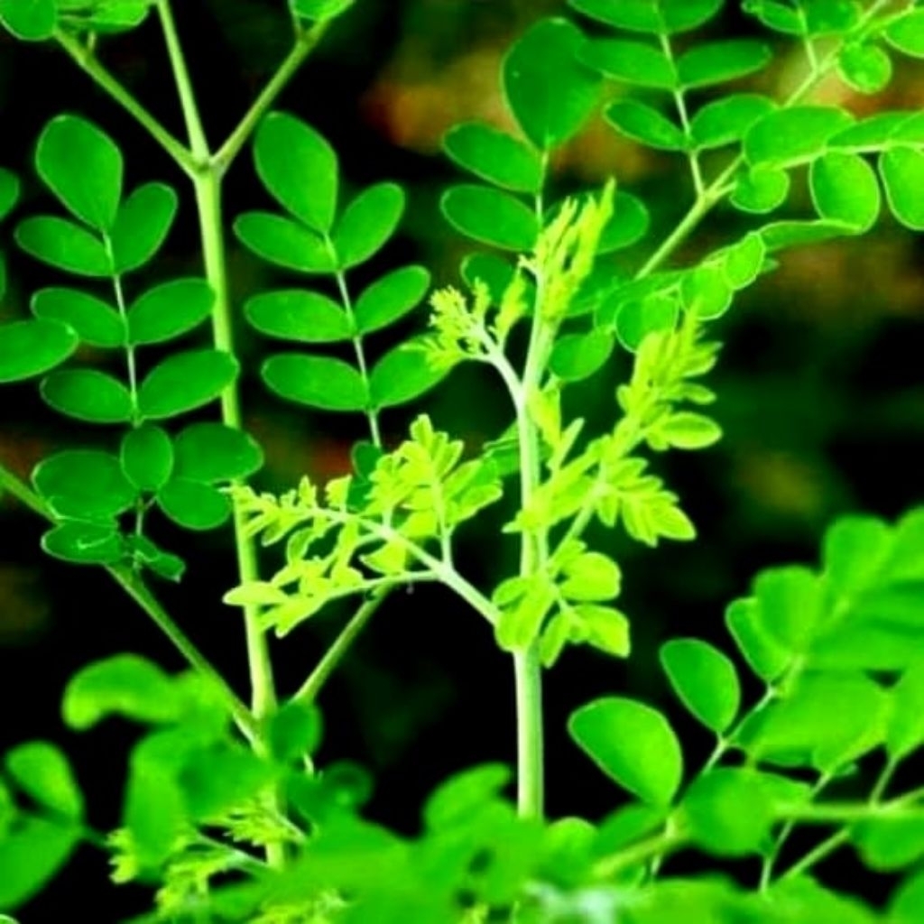 Jual Daun kelor segar metik dari pohon berat 100 gr | Shopee Indonesia