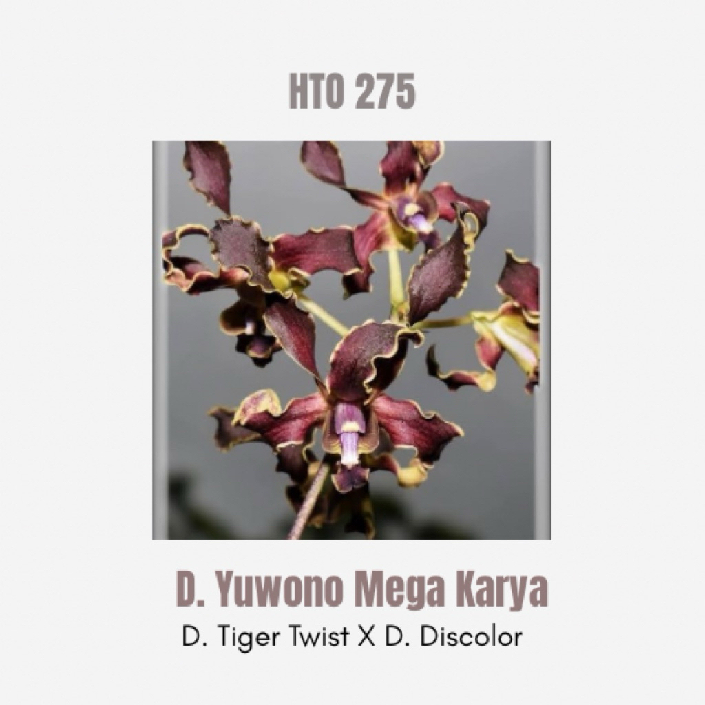 Jual Dendrobium Yuwono Mega Karya Remaja Tanaman Anggrek | Shopee Indonesia