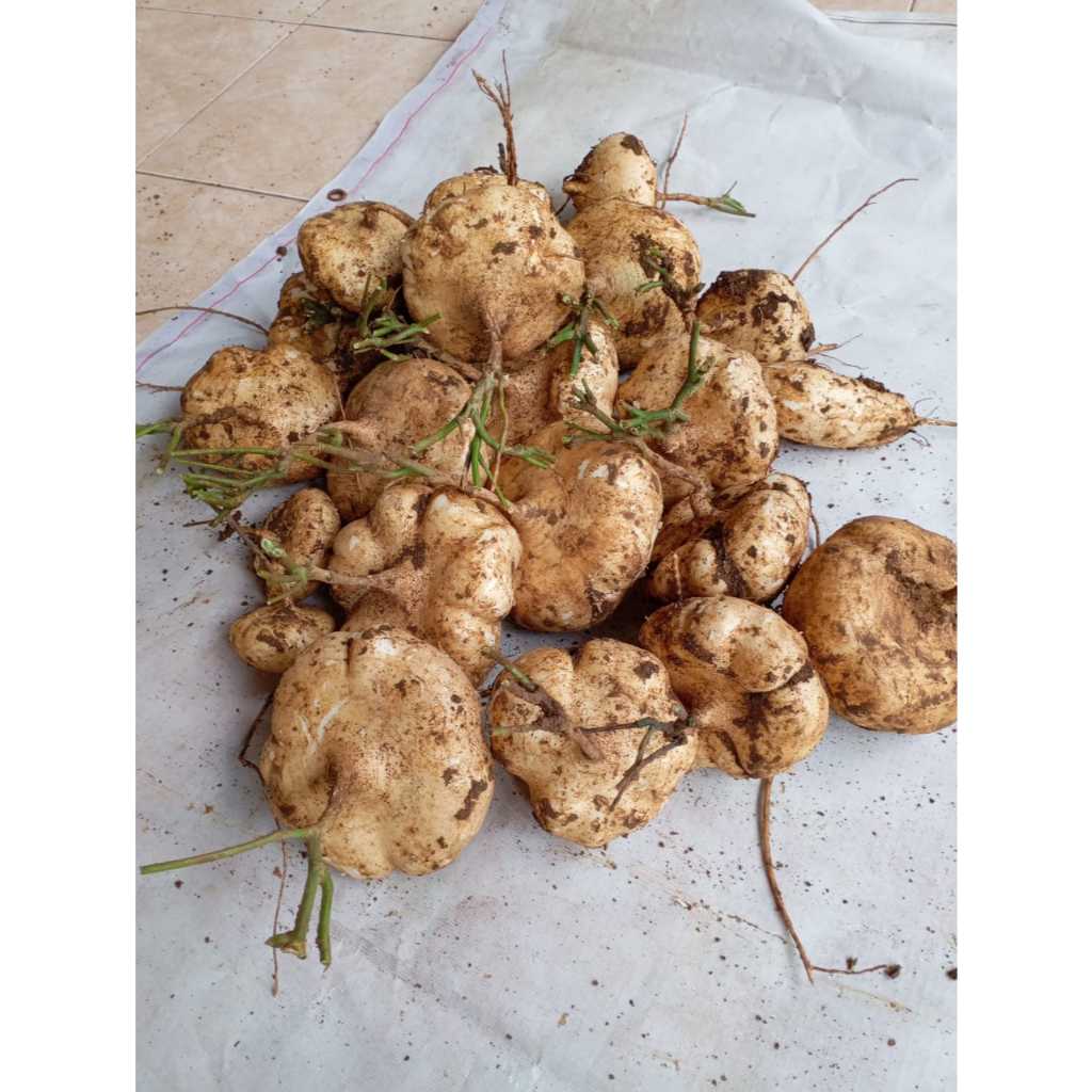 Jual BENGKOANG SEGAR BARU CABUT DARI KEBUN SENDIRI == KEBUMEN | Shopee ...