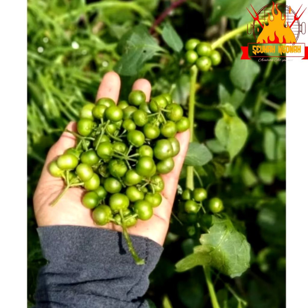 Jual Leunca asli segar 1kg buah leuncak buah ranti lalapan | Shopee ...