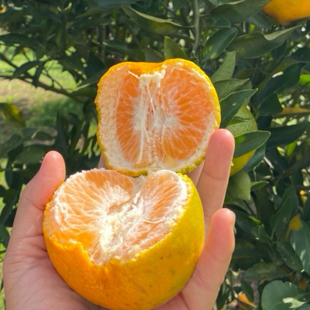 Jual Jeruk Keprok Batu 55 5 kg | Shopee Indonesia