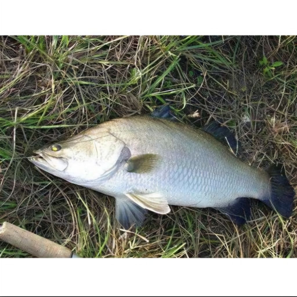 Jual ikan kakap putih, cukil, baramundi fresh | Shopee Indonesia