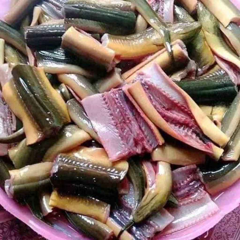 Jual Belut Fresh (Seafood Segar / ikan Segar) | Shopee Indonesia