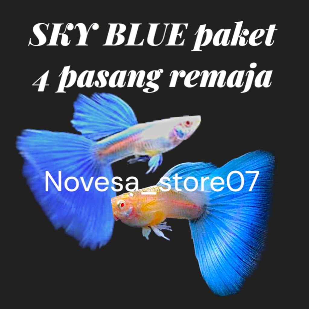 Jual Guppy jenis blue sky paket isi 5 pasang top grade A, siap bread ...