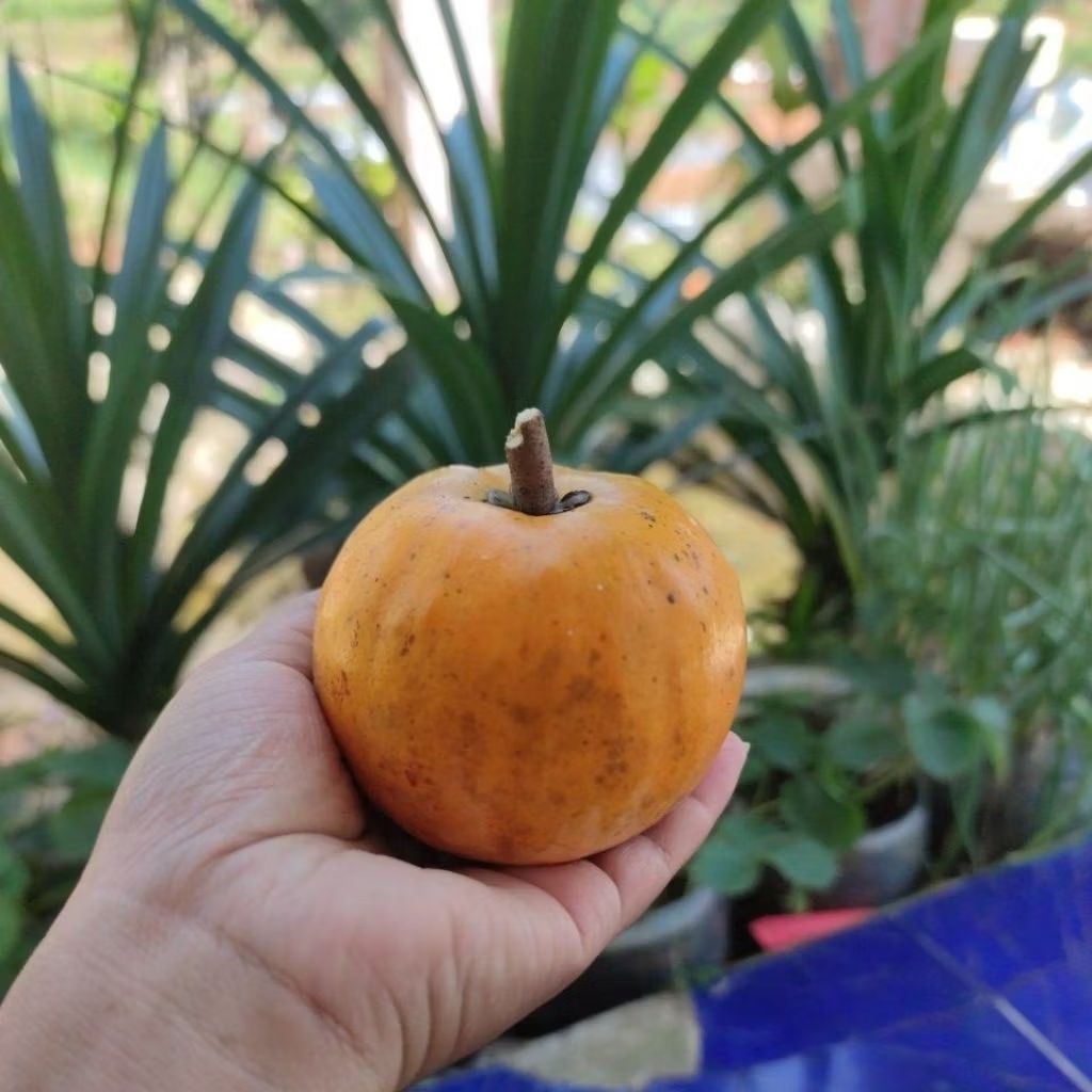 Jual Big Campoleh Buah Alkesah / Sawo Mentega / Sawo Walanda Besar Enak ...