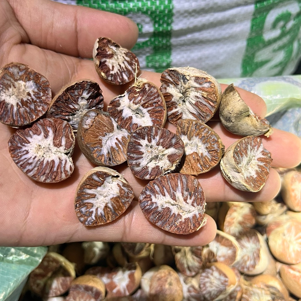Jual BIJI PINANG KERING KUALITAS SUPER!! | Shopee Indonesia