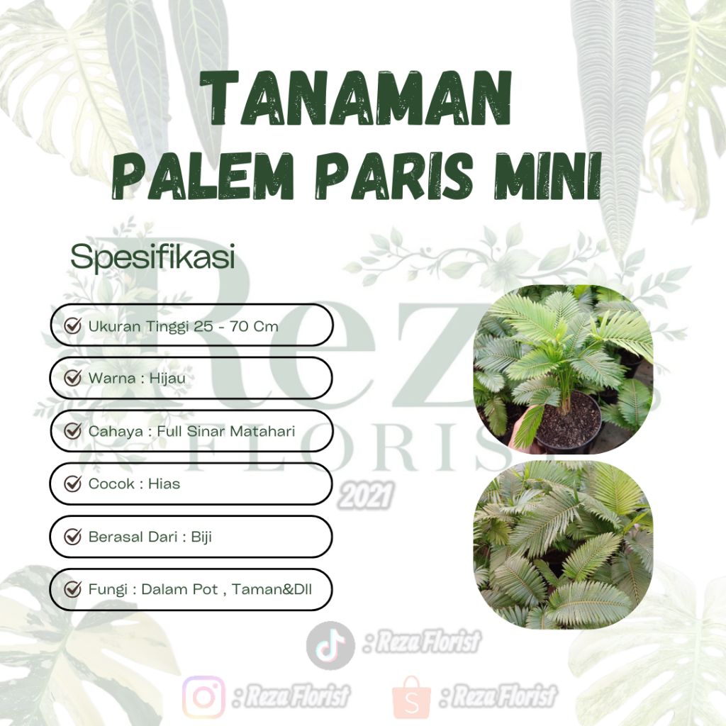 Jual Tanaman Hias Pohon Palem Paris Mini | Shopee Indonesia