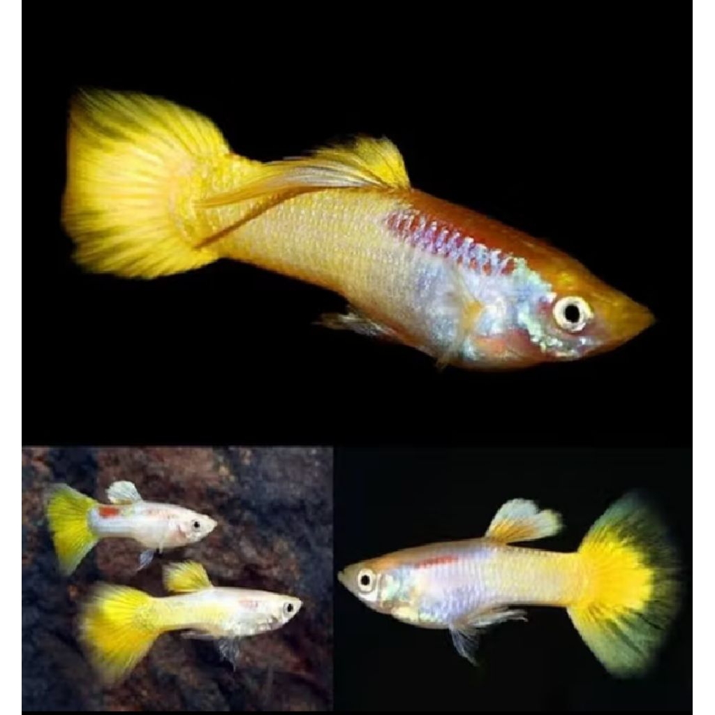 Jual GUPPY KUNING UKURAN 2 CM | Shopee Indonesia