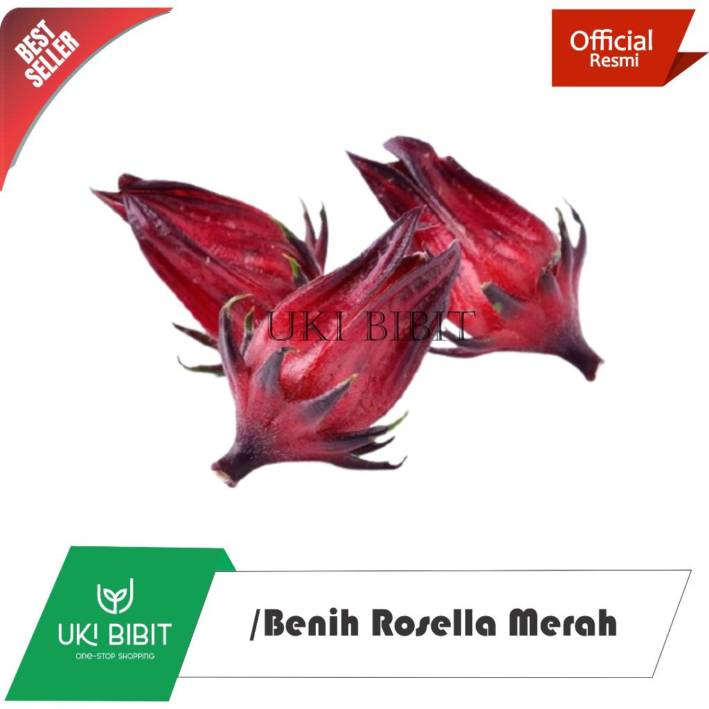 Jual ( 20 Butir ) Benih Biji Rosella Merah | Rosela | Hibiscus ...