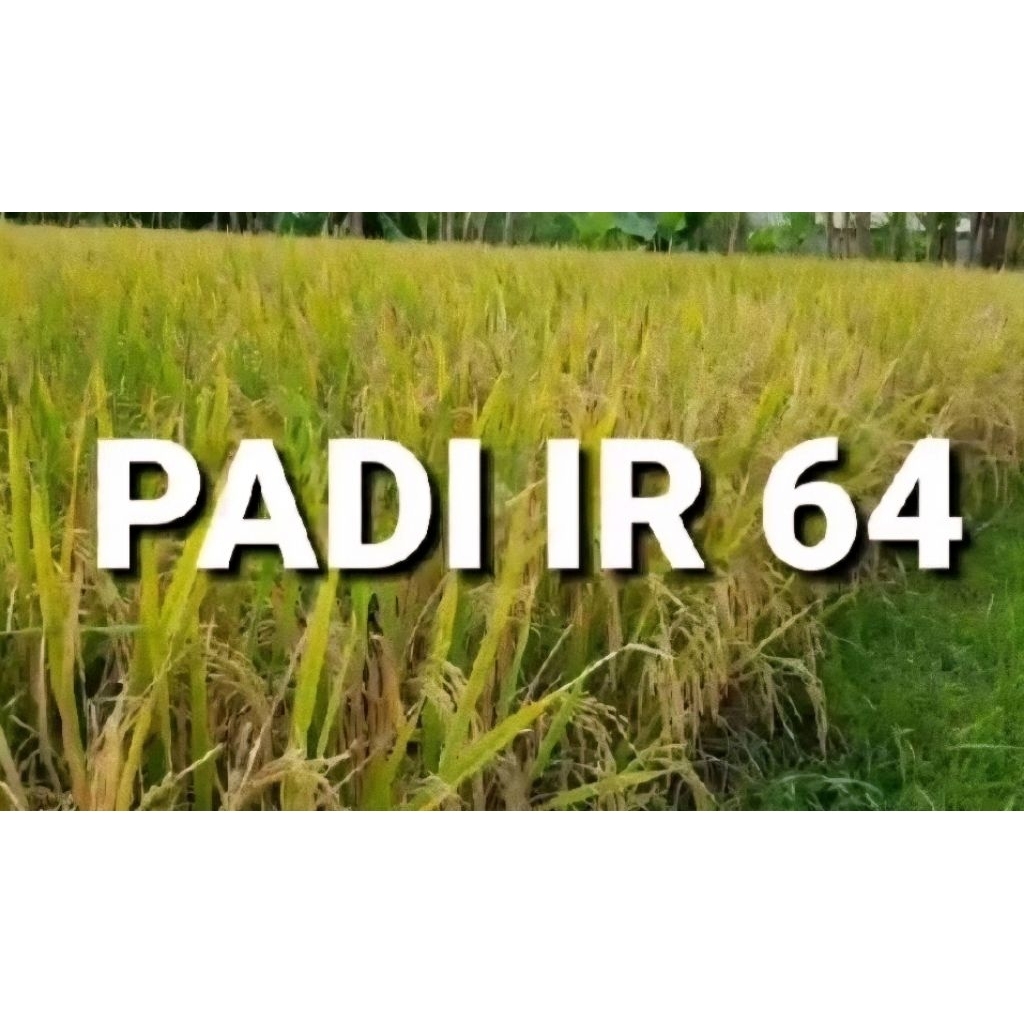 Jual BENIH PADI IR-64 SUPER UNGGUL BERKUALITAS KEMASAN (1kg) | Shopee ...