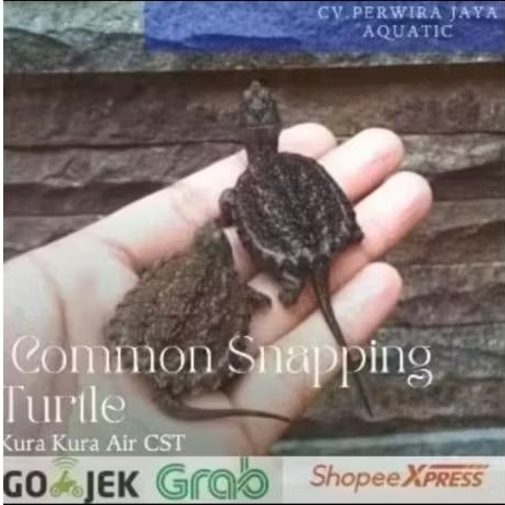 Jual Common Snapping Turtle CST Hiasan Aquarium Dan Kolam | Shopee ...