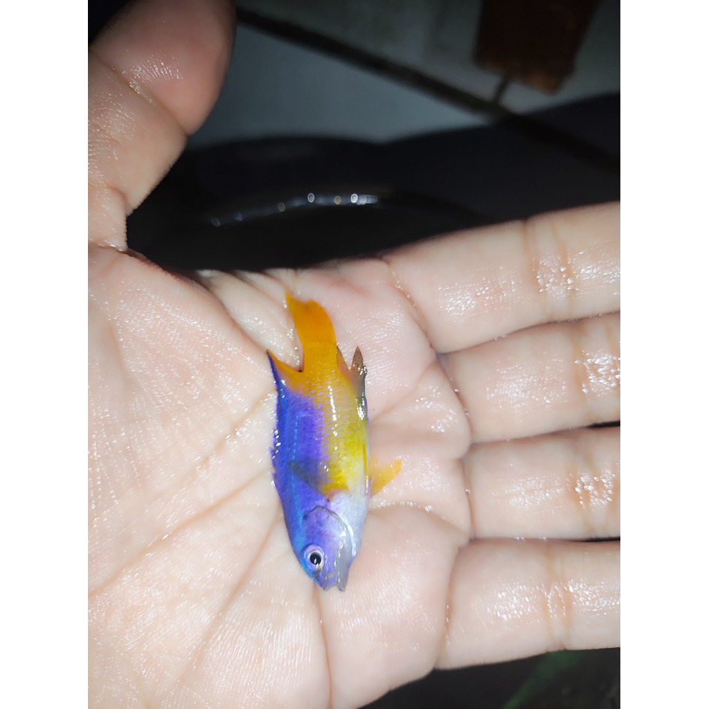 Jual ikan betok podangan air laut | Shopee Indonesia