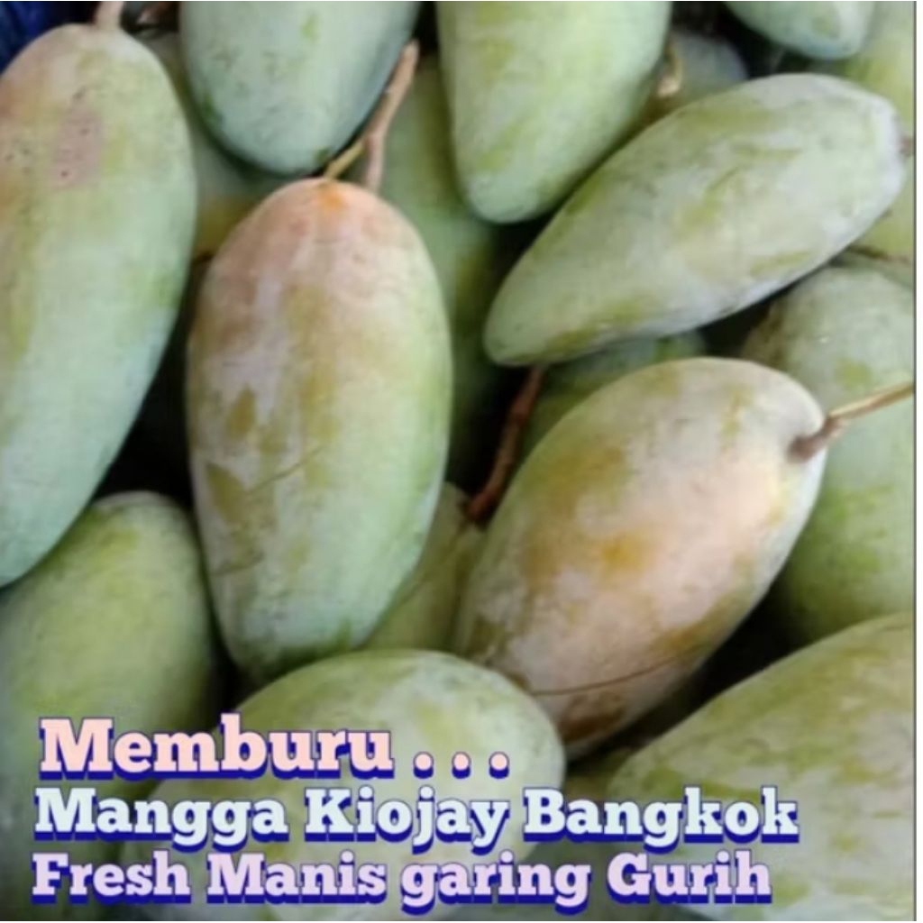 Jual MANGGA KIOJAY THAILAND MENGKAL & MATANG (1KG)FREE BUMBU BANGKOK ...