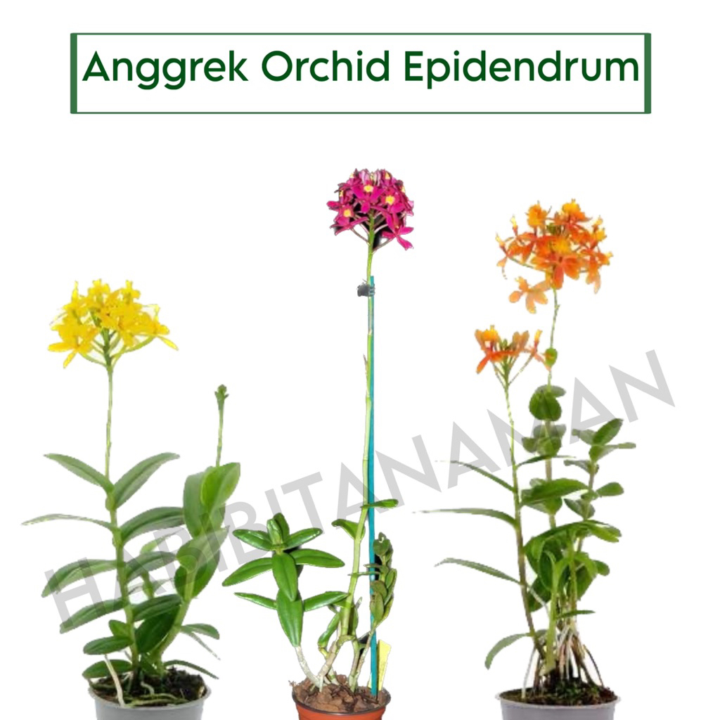 Jual Seedling Anggrek Epidendrum Tersedia varian warna bunga - tanaman ...