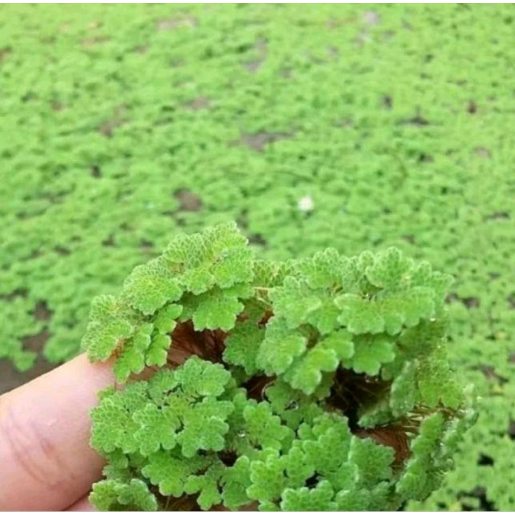 Jual bibit azolla microphylla pakan ikan dan pupuk organik 1kg | Shopee ...