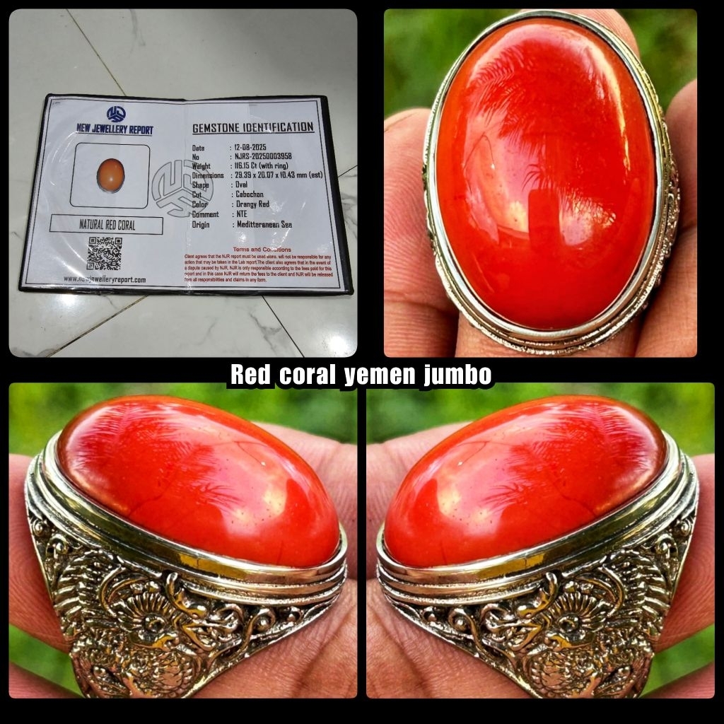Jual natural red marjan super jumbo asli laut merah | Shopee Indonesia