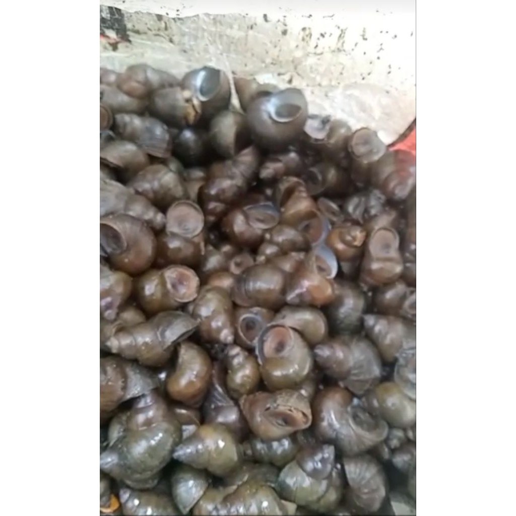 Jual Tutut Keraca sawah | Shopee Indonesia