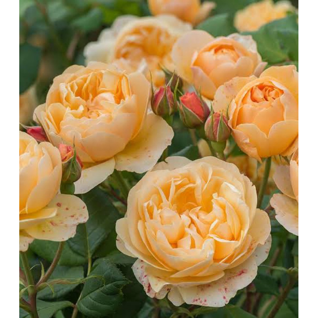 Jual Tanaman hias Bunga mawar import warna gold - Roald dahl | Shopee ...