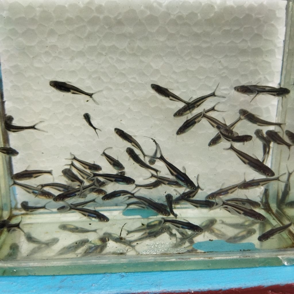 Jual bibit patin premium paket 100 ekr ( bonus pakan ) | Shopee Indonesia