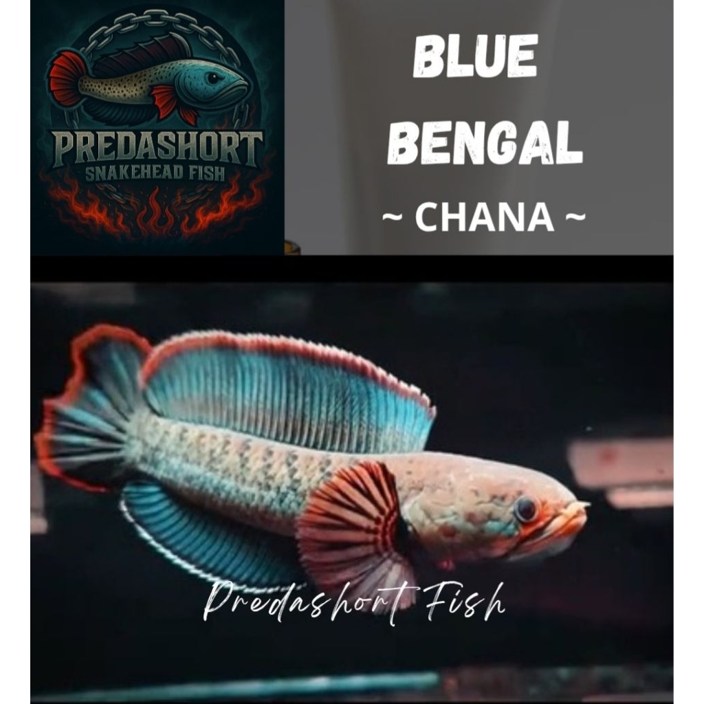 Jual chana blue bengal baby 4-5cm real bergaransi | Shopee Indonesia