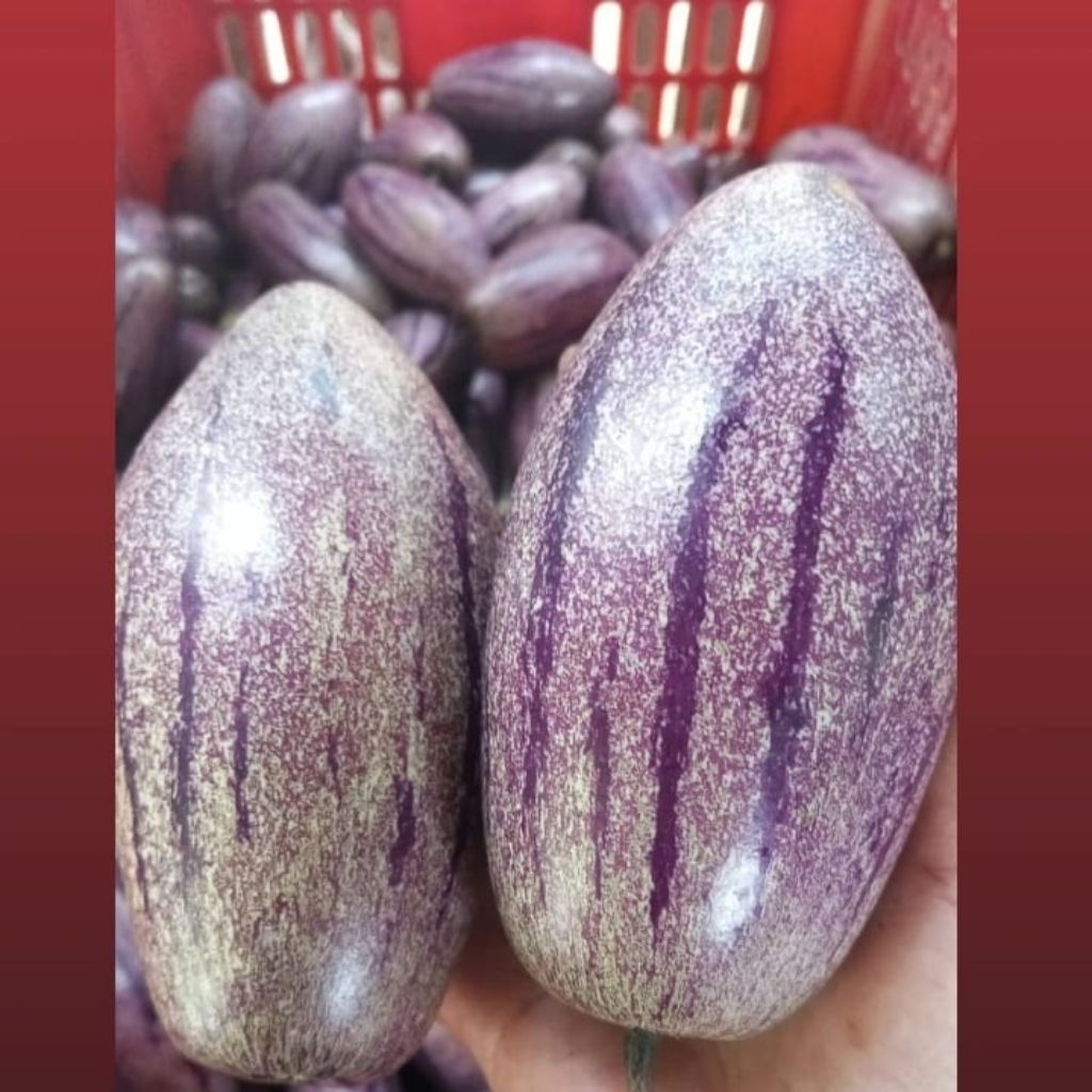 Jual Buah Pepino Ungu Fresh | Shopee Indonesia