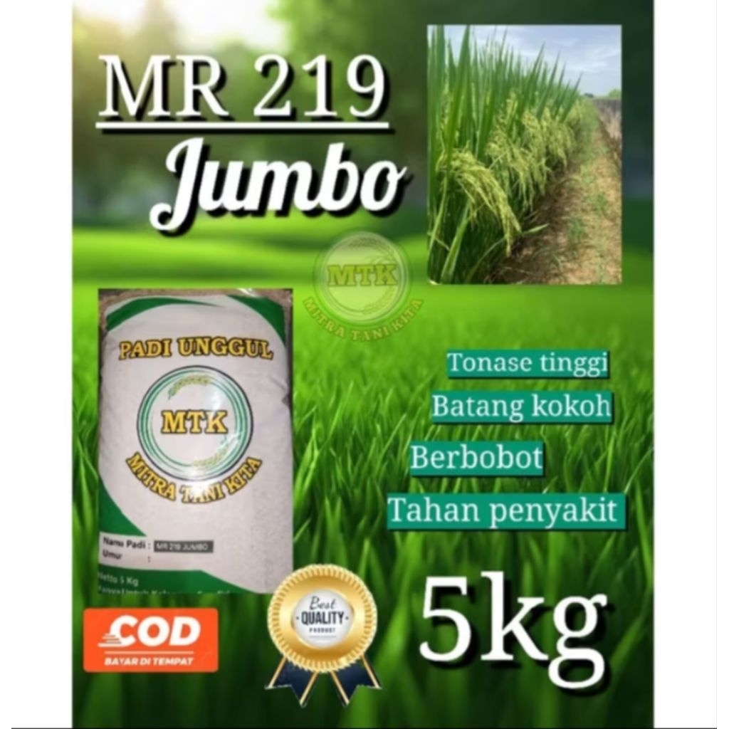 Jual BENIH PADI MR 219 JUMBO KEMASAN 5KG | Shopee Indonesia