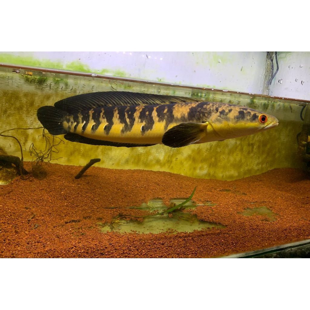 Jual Bahan GALAK Sortilan Channa yellow sentarum | Shopee Indonesia