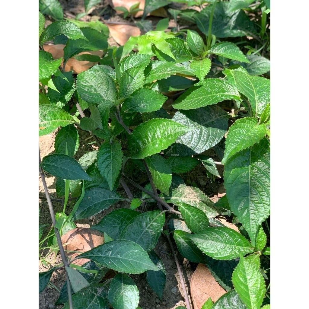 Jual 100 lmbr daun keji beling / ki beling. pecah beling segar freeshh ...