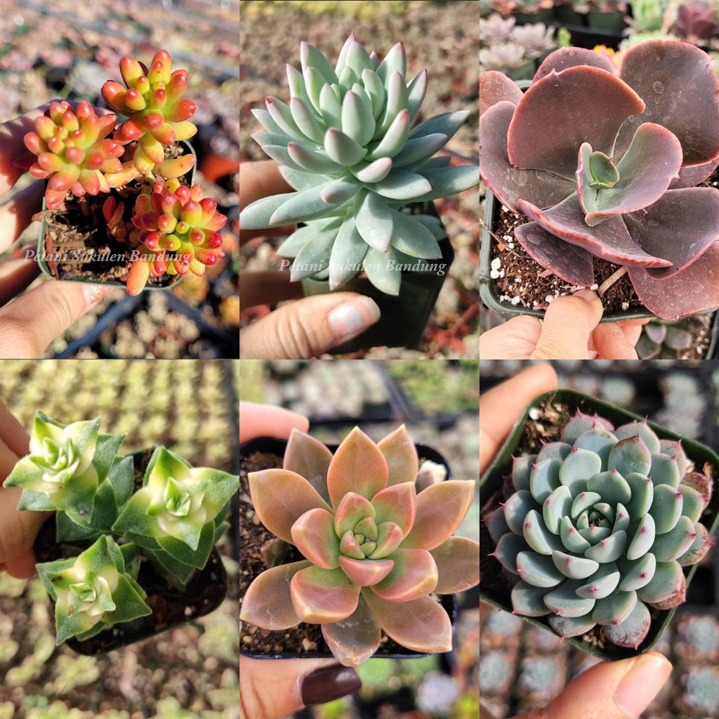 Jual Kaktus Sukulen mini dim 5cm bebas PILIH gratis POT sekulen skulen ...