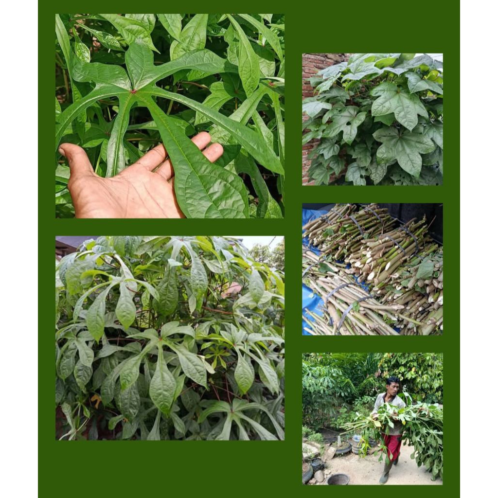 Jual Bibit Telo Papua/Singkong Papua Untuk Ternak di Sumatera | Shopee ...