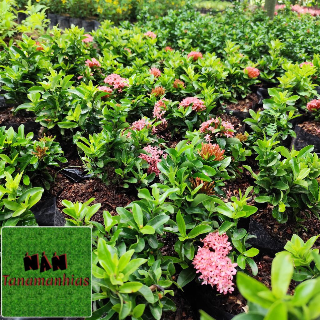 Jual Tanaman hias asoka, soka bunga pink tanaman outdor bunga pink ...