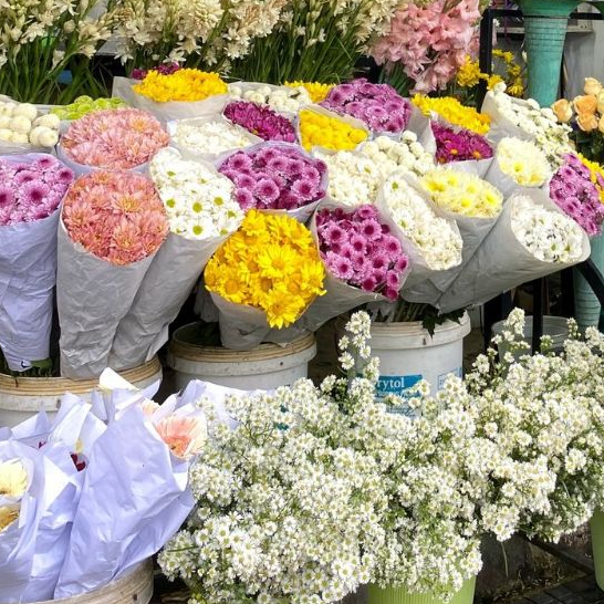 Jual BUNGA ASLI HIDUP MEDAN | BUNGA MAWAR KRISAN PIKOK ASTER MEDAN ...