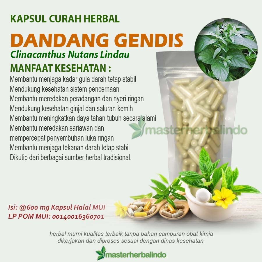 Jual DANDANG GENDIS 100 Kapsul Herbal Jaga Gula Darah Kolesterol Ginjal ...
